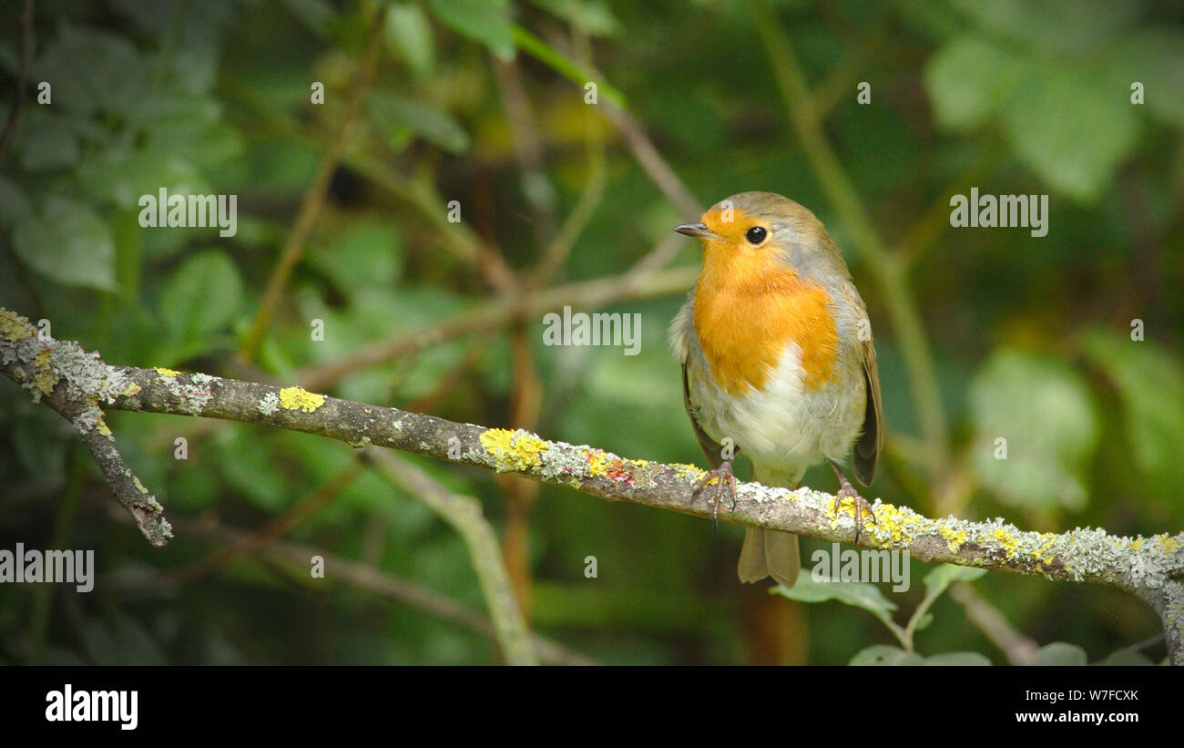 London WWT Wetland Centre animals Stock Photo - Alamy