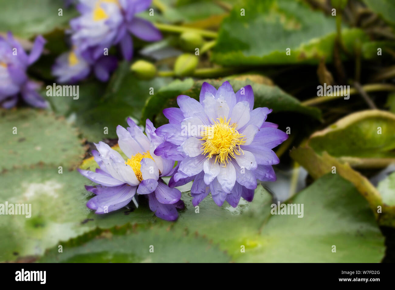 Nymphaea gigantea, a water lily native to Australia and New Guinea, is ...