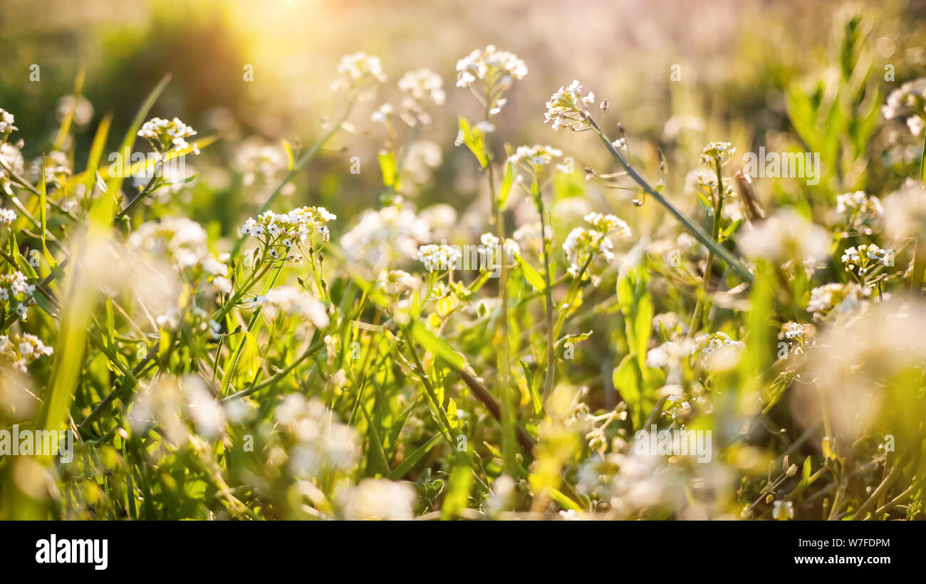 Green grass with flowers hi-res stock photography and images - Alamy