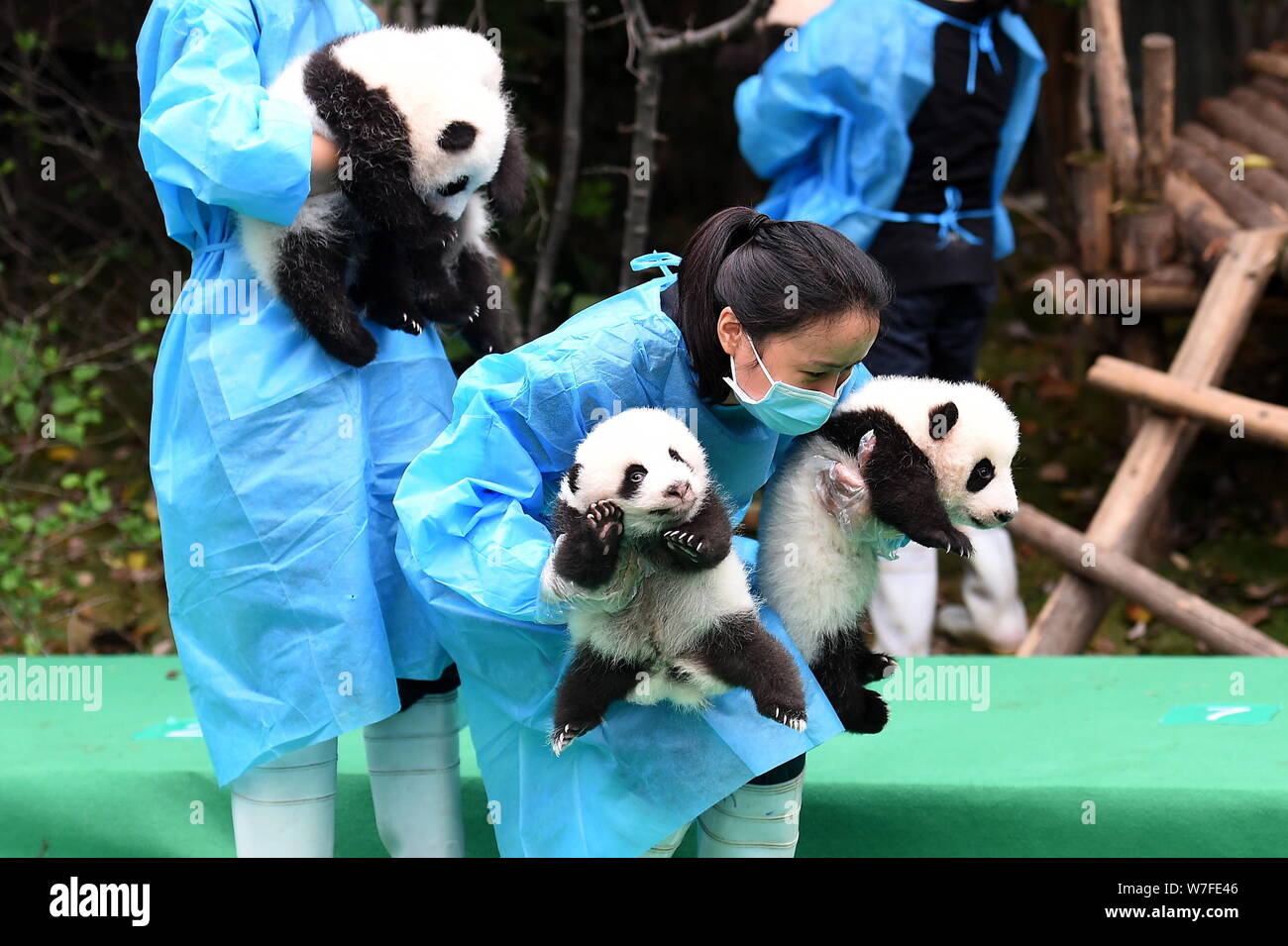 Chinese panda keepers hold giant panda cubs born in 2017 during a ...