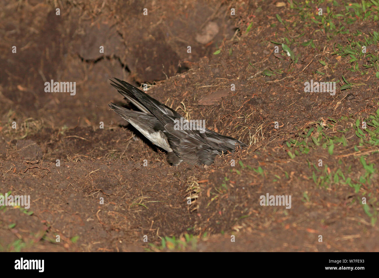 Manx shearwater burrow hi-res stock photography and images - Alamy