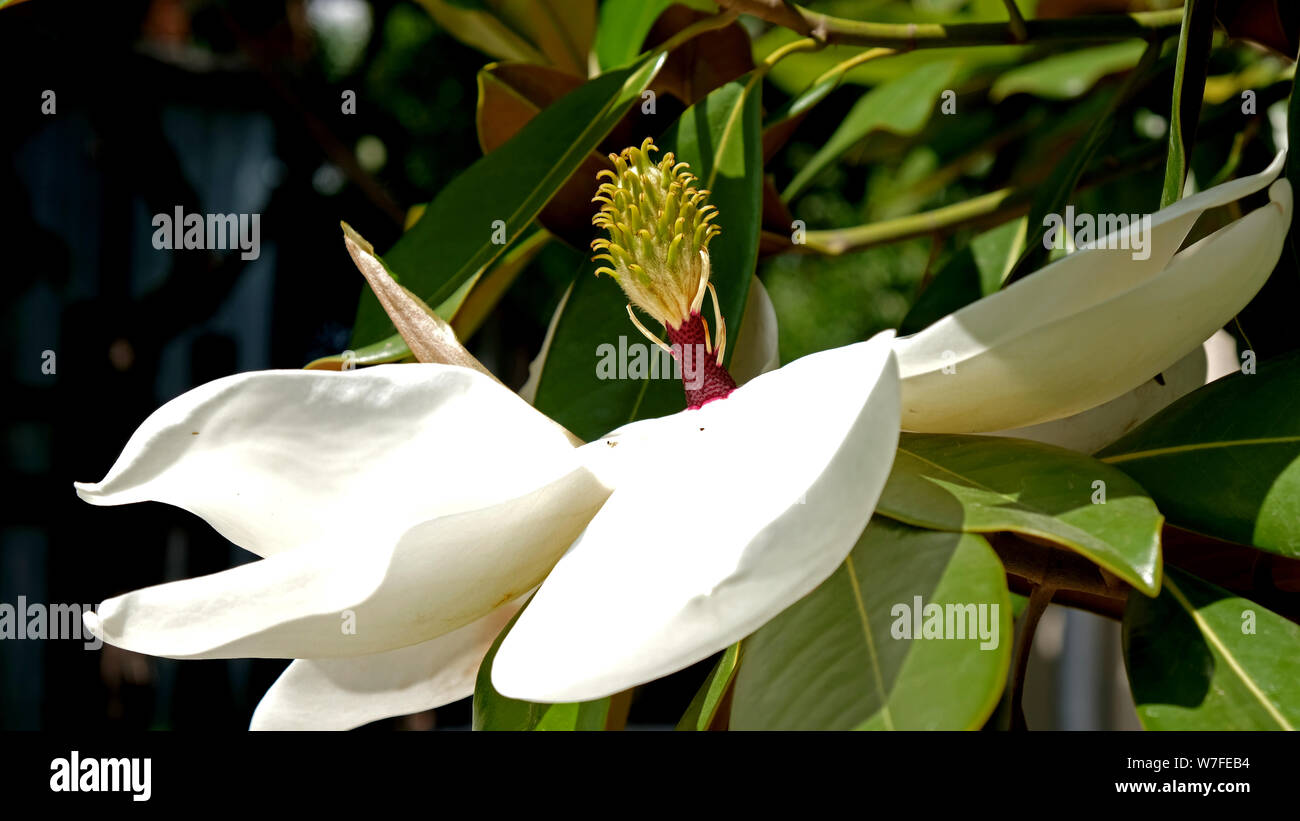 The tender magnolia collects sun rays from the spring season Stock ...