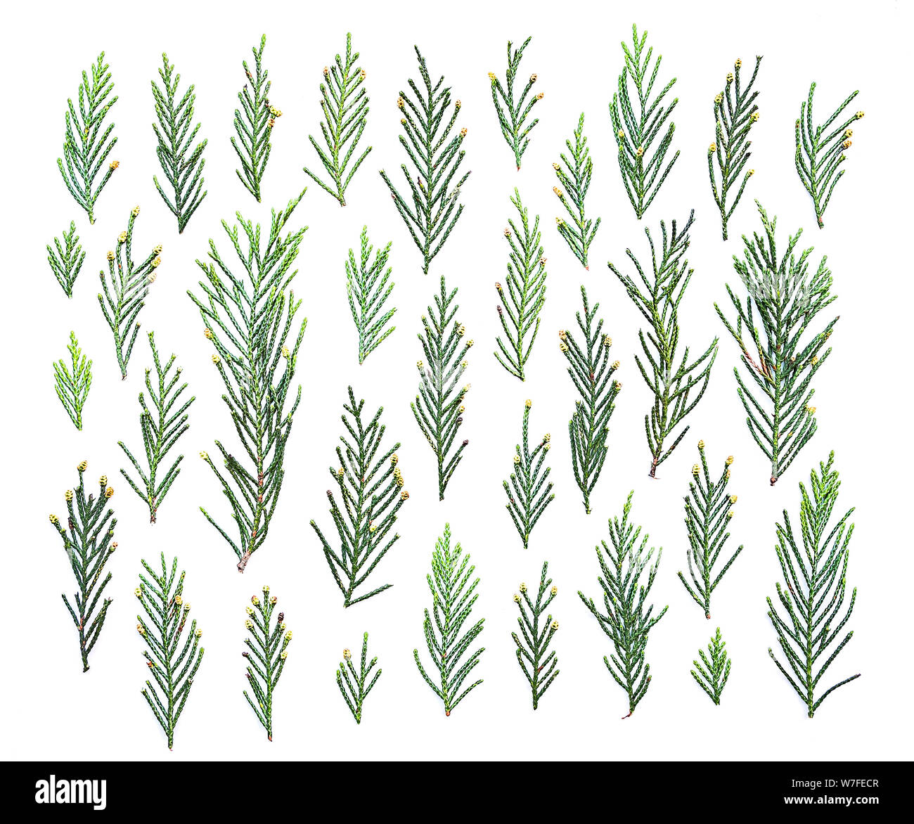 Juniper tree silhouette Cut Out Stock Images & Pictures - Alamy