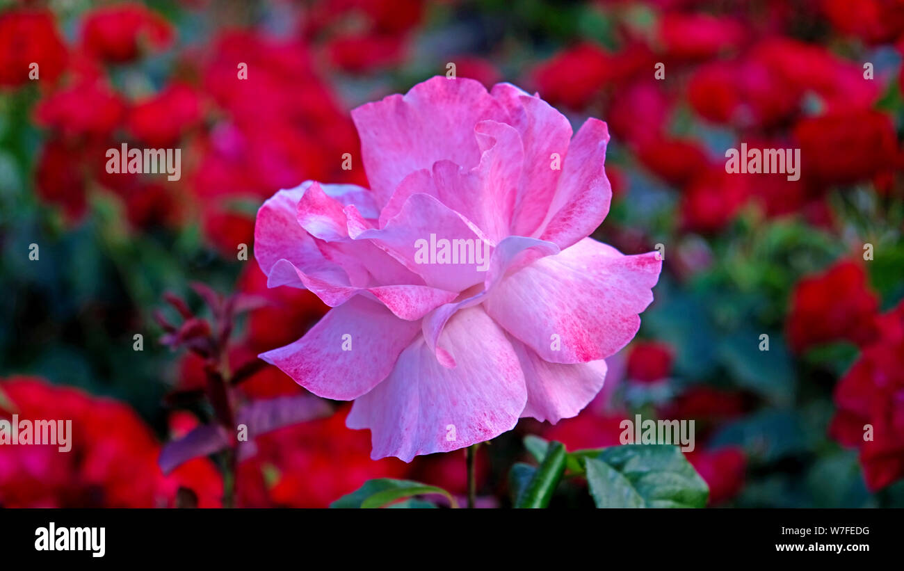 Bulgarian rose hi-res stock photography and images - Alamy