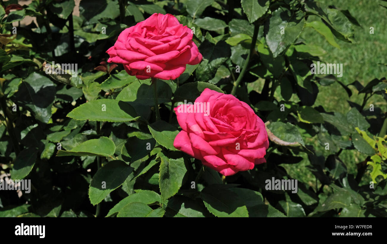 Two beautiful pink bulgarian roses Stock Photo - Alamy