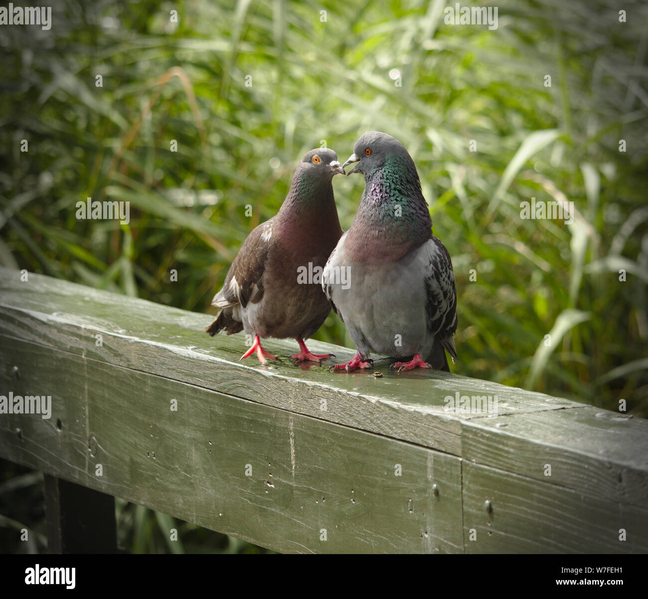 London WWT Wetland Centre animals Stock Photo - Alamy