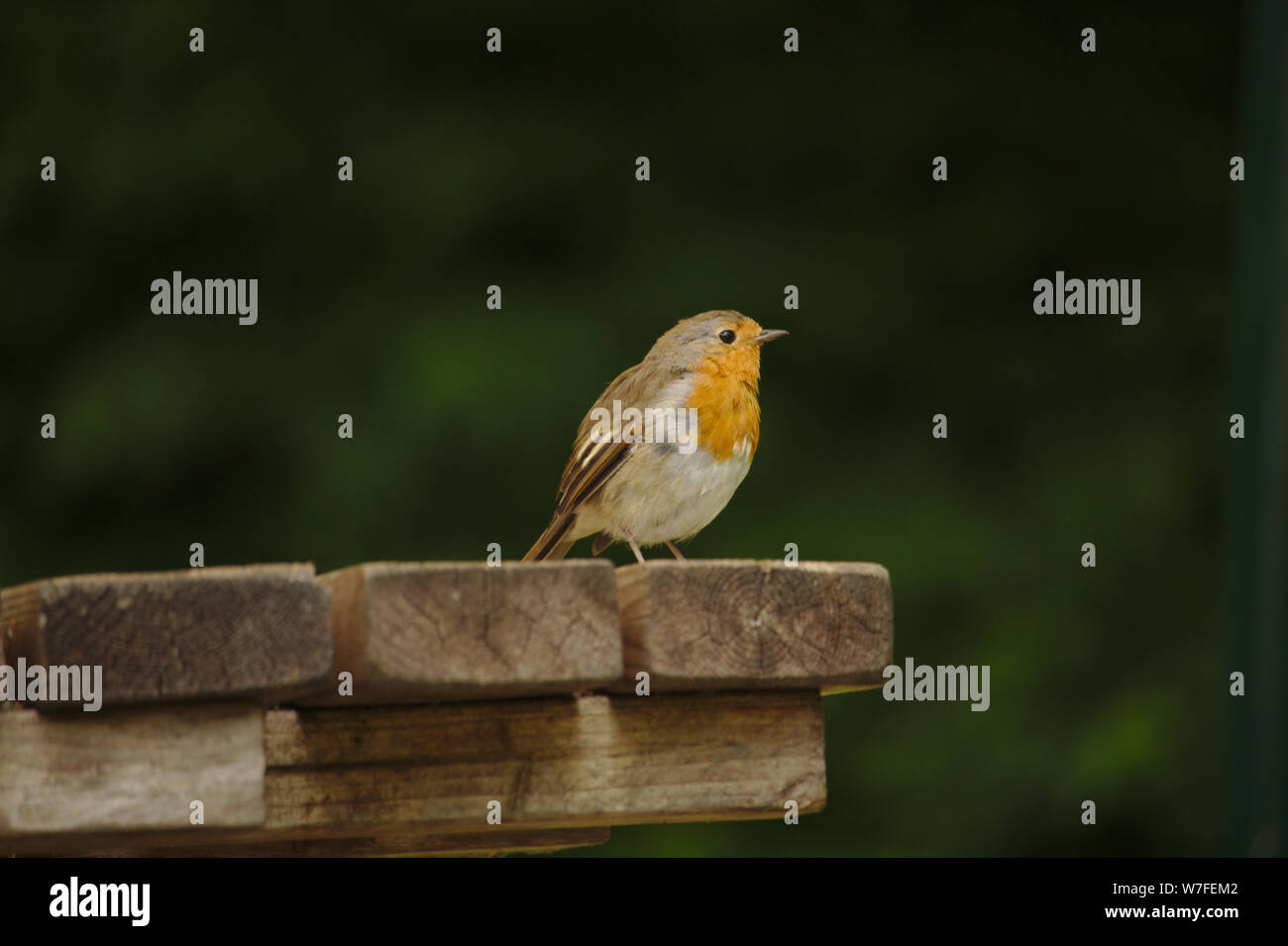 London WWT Wetland Centre animals Stock Photo - Alamy