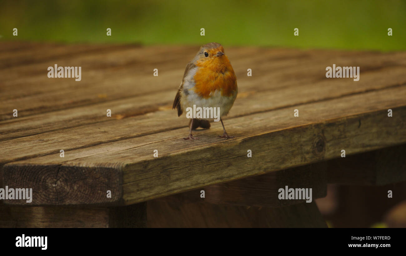 London WWT Wetland Centre animals Stock Photo - Alamy