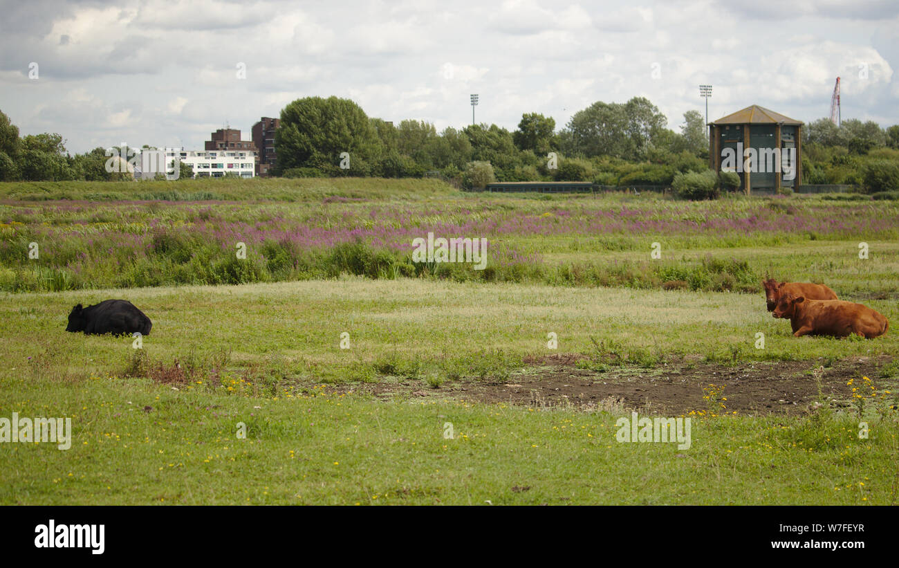London WWT Wetland Centre animals Stock Photo - Alamy