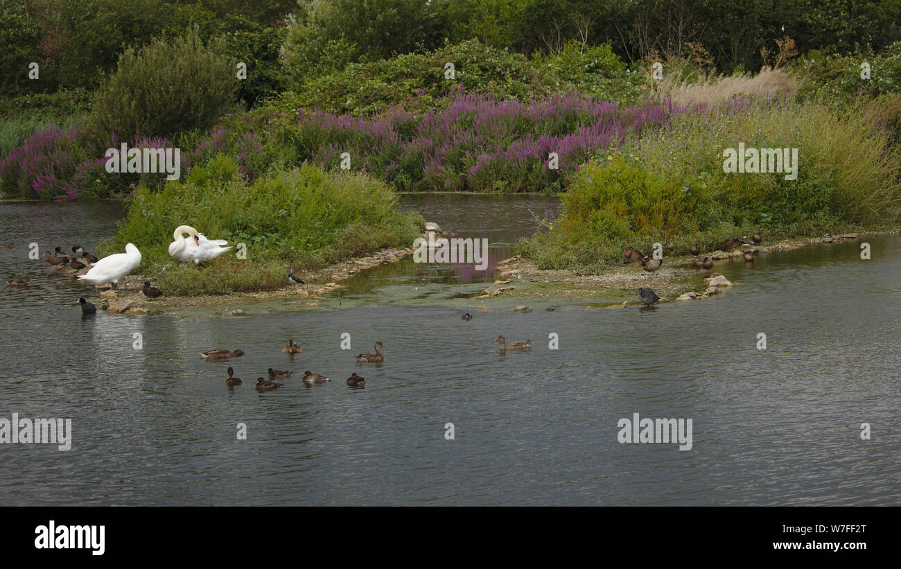 London WWT Wetland Centre animals Stock Photo - Alamy
