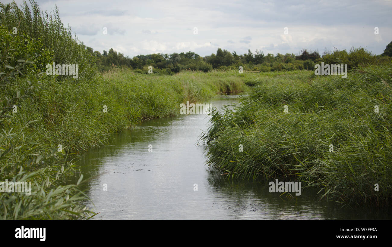 London WWT Wetland Centre animals Stock Photo - Alamy