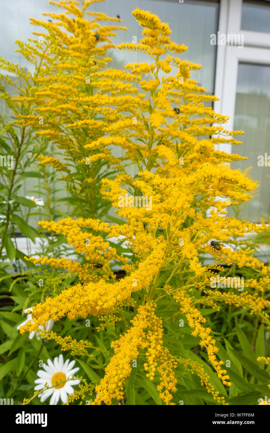 Golden rod in bloom hi-res stock photography and images - Alamy