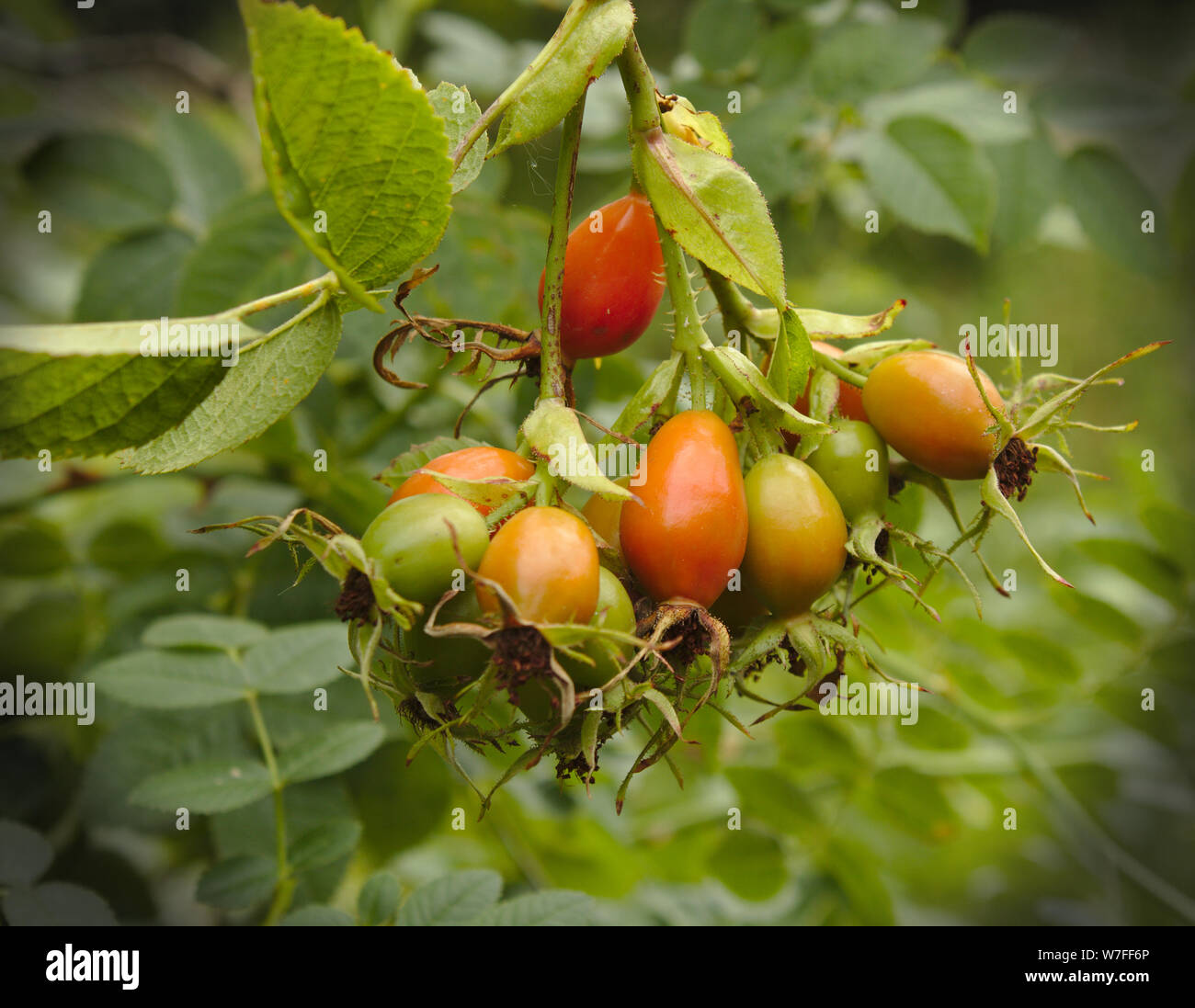 London WWT Wetland Centre animals Stock Photo - Alamy