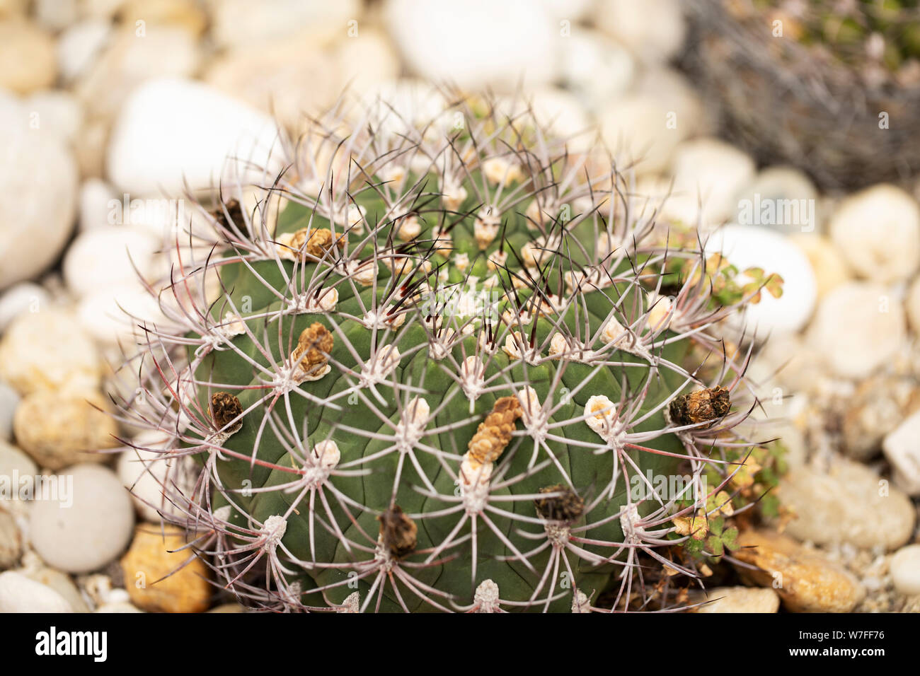 Gymnocalycium saglionis, a globular cactus native to Argentina and ...