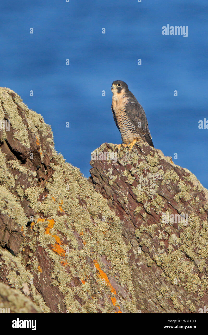 Male peregrine falcon hi-res stock photography and images - Alamy