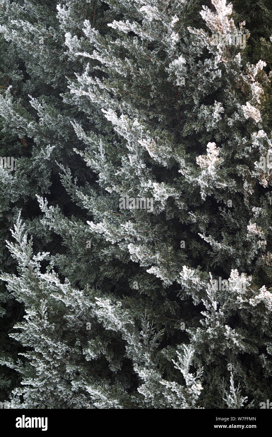 Thuja under snow in winter close up photo Stock Photo - Alamy