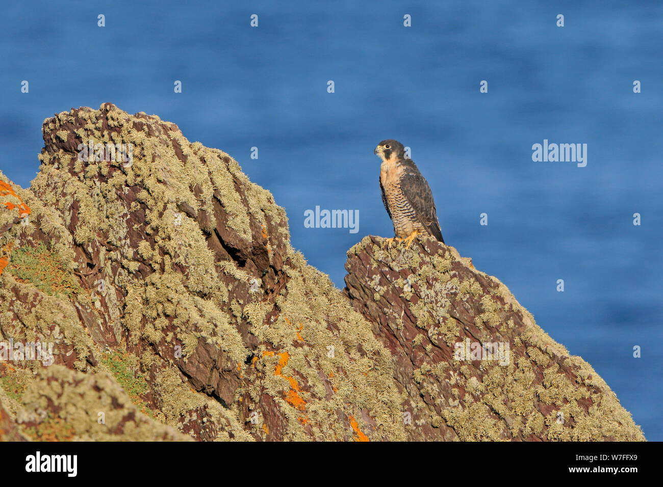 Male peregrine falcon hi-res stock photography and images - Alamy