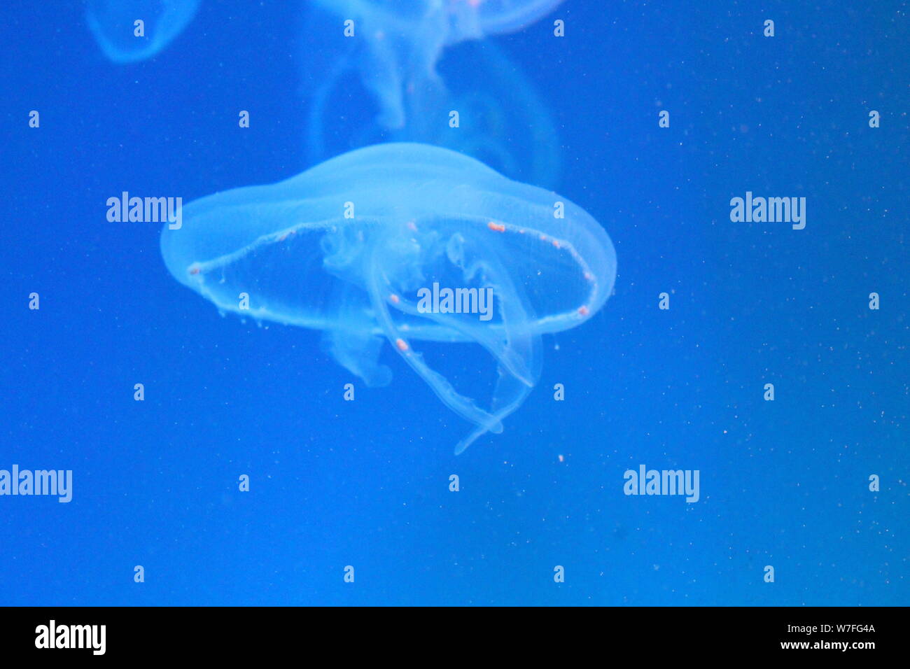 Jellyfish in the sea illuminated lights Stock Photo - Alamy