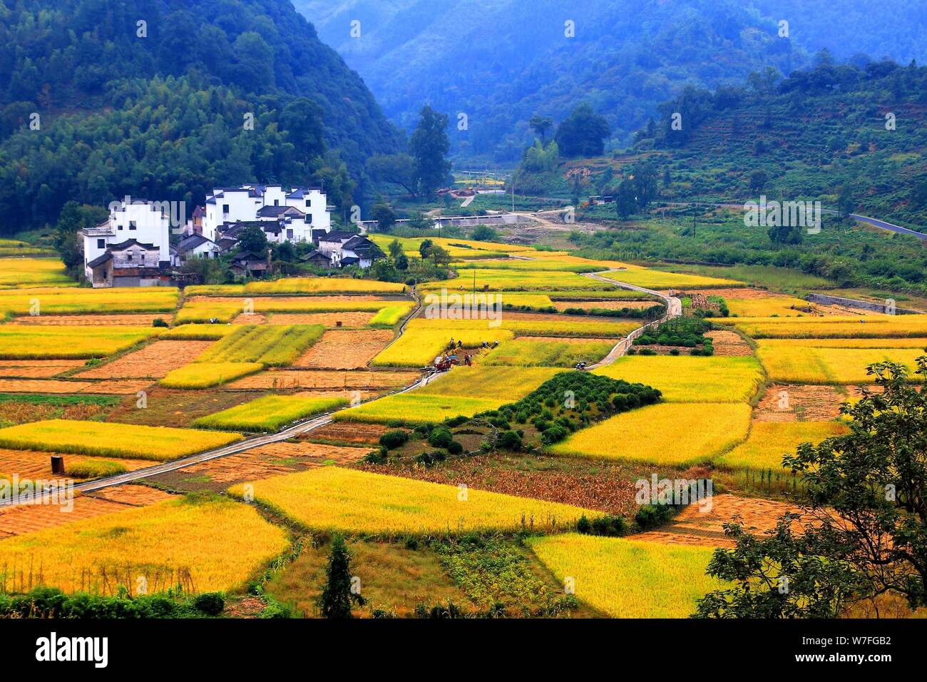 Landscape of paddy rice fields in Chengcun village, Xiuning county ...