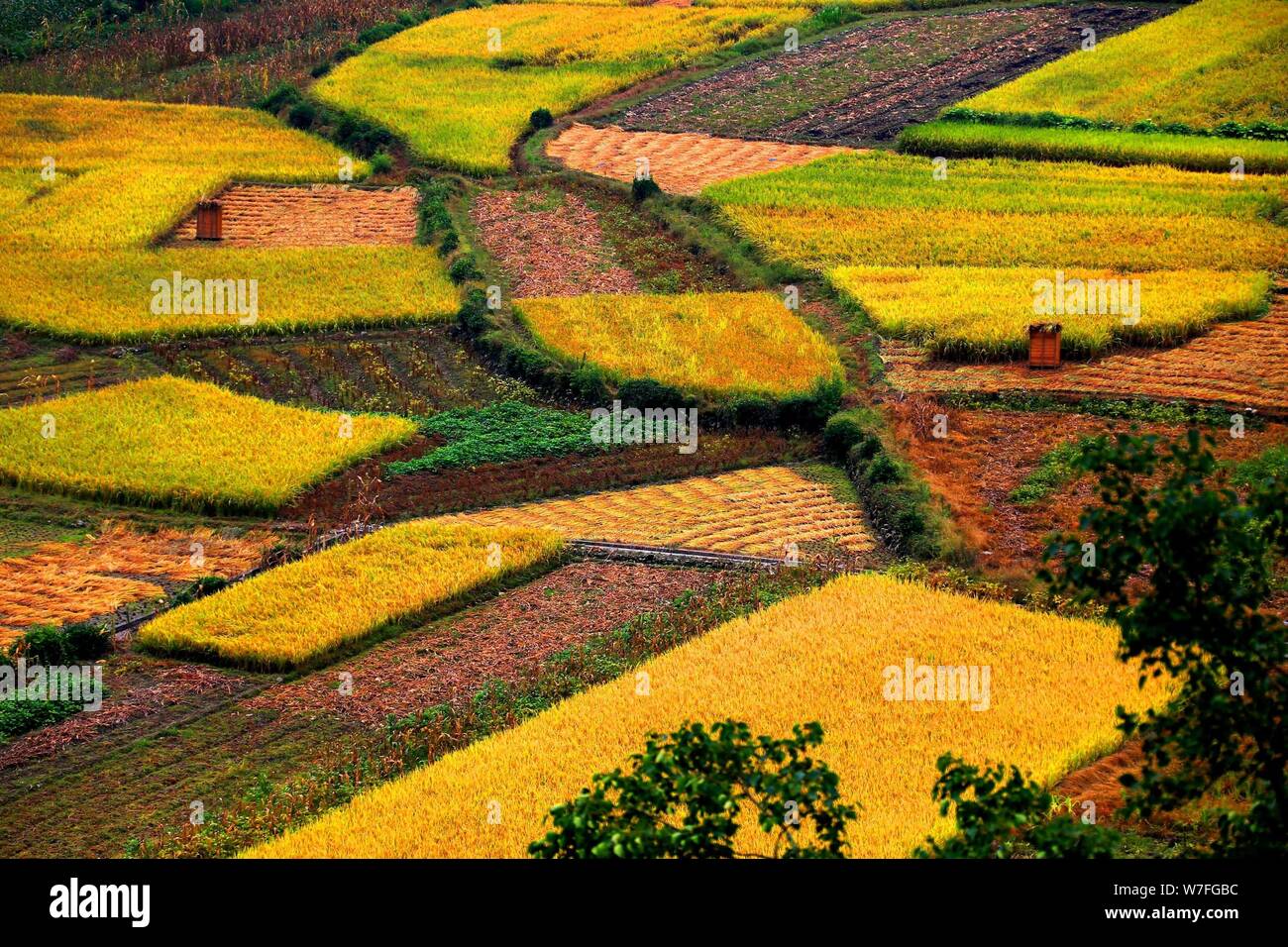 Landscape of paddy rice fields in Chengcun village, Xiuning county ...