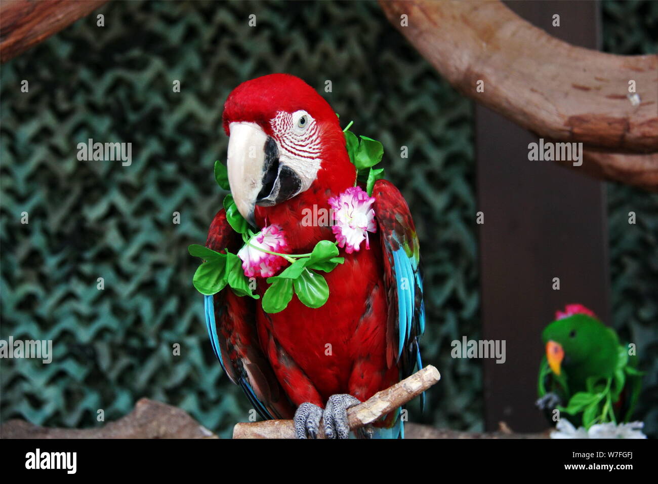 A parrot wears a wreath to mourn the death of the world's eldest giant ...