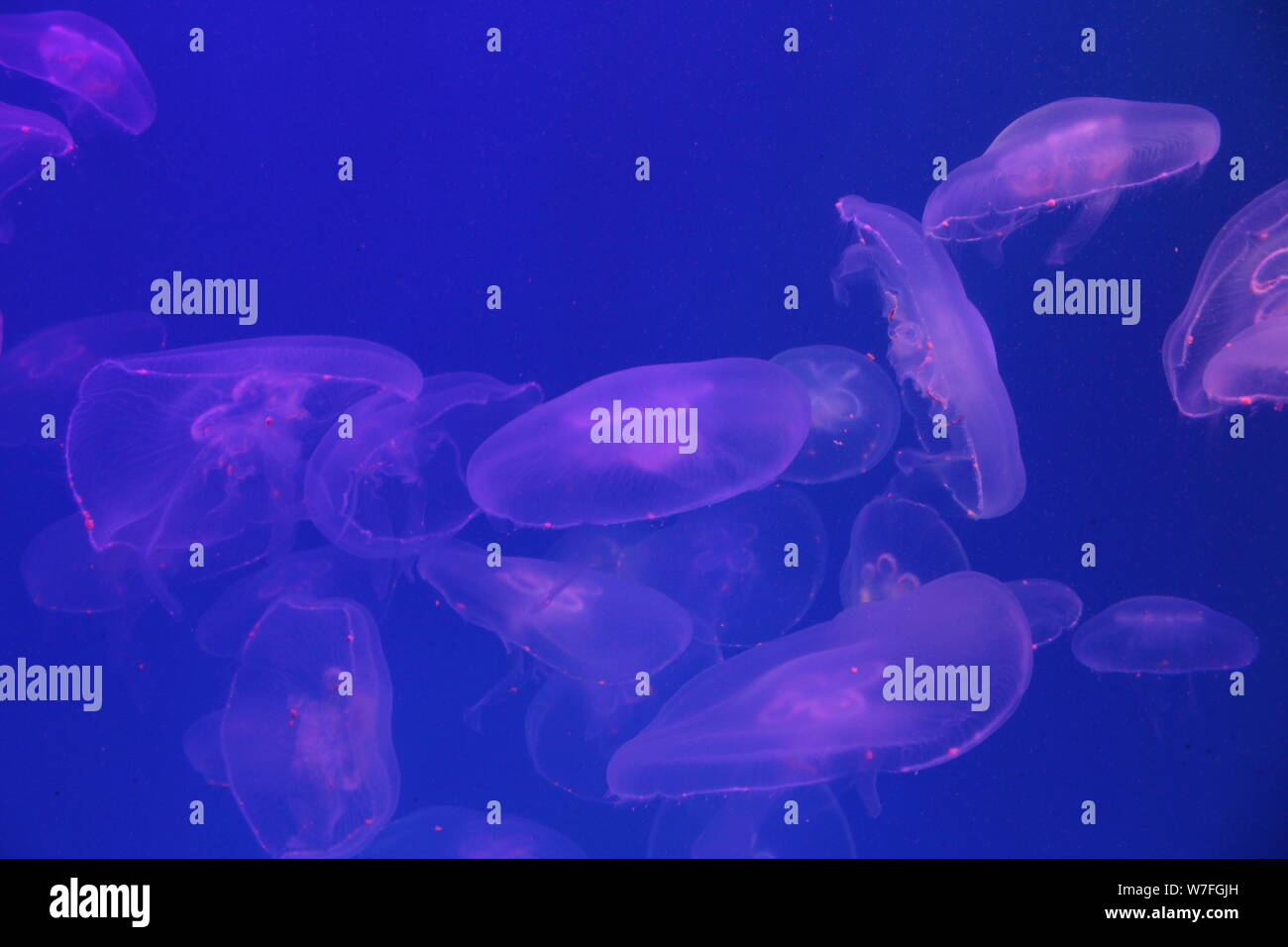 Jellyfish in the sea illuminated lights Stock Photo - Alamy