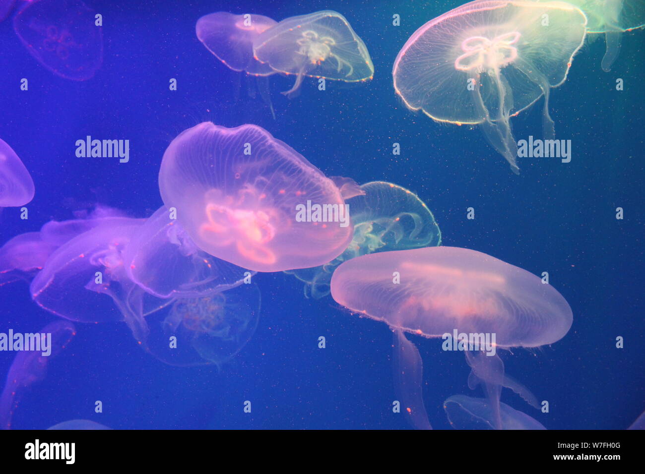 Jellyfish in the sea illuminated lights Stock Photo - Alamy