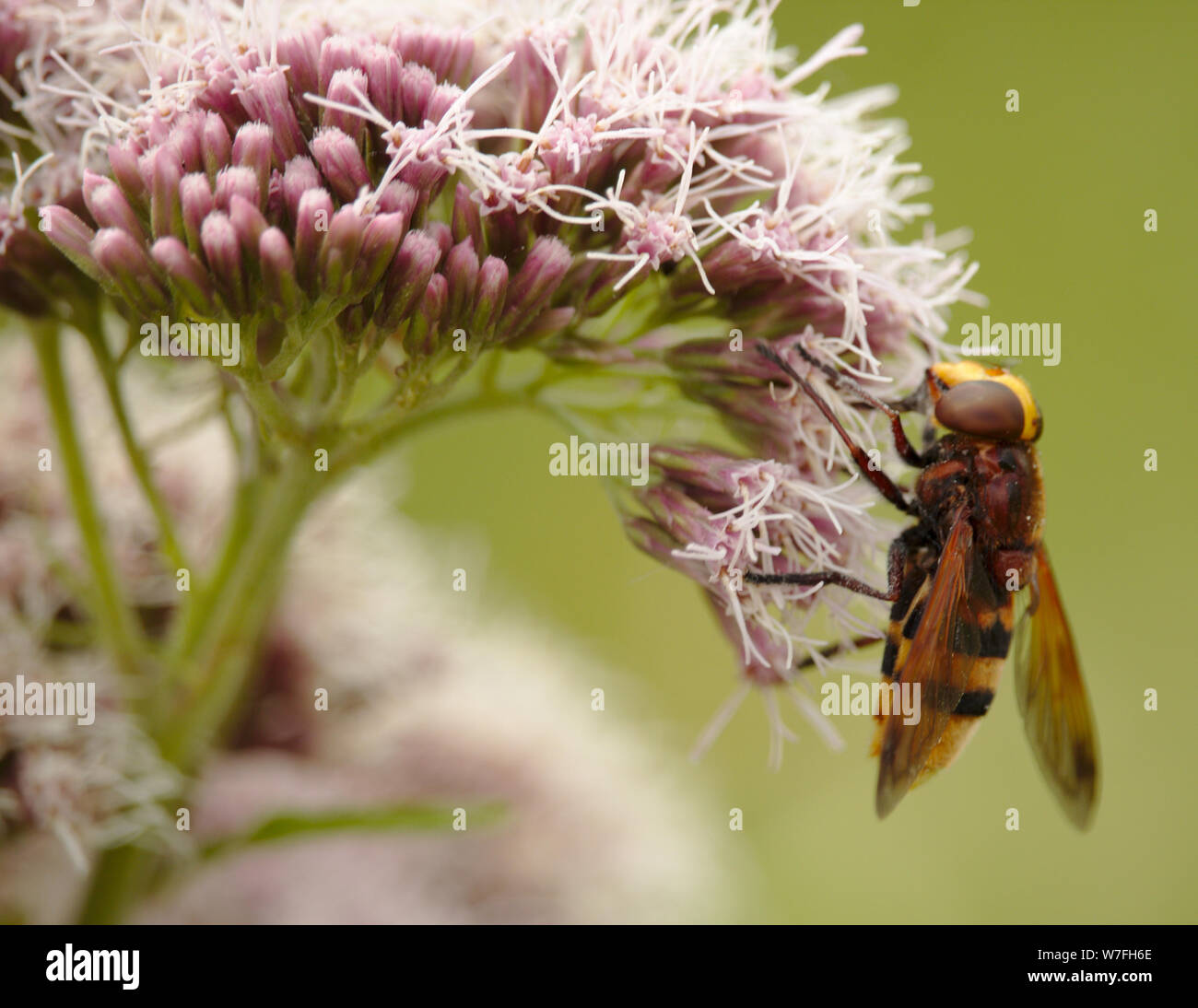 London WWT Wetland Centre animals Stock Photo - Alamy