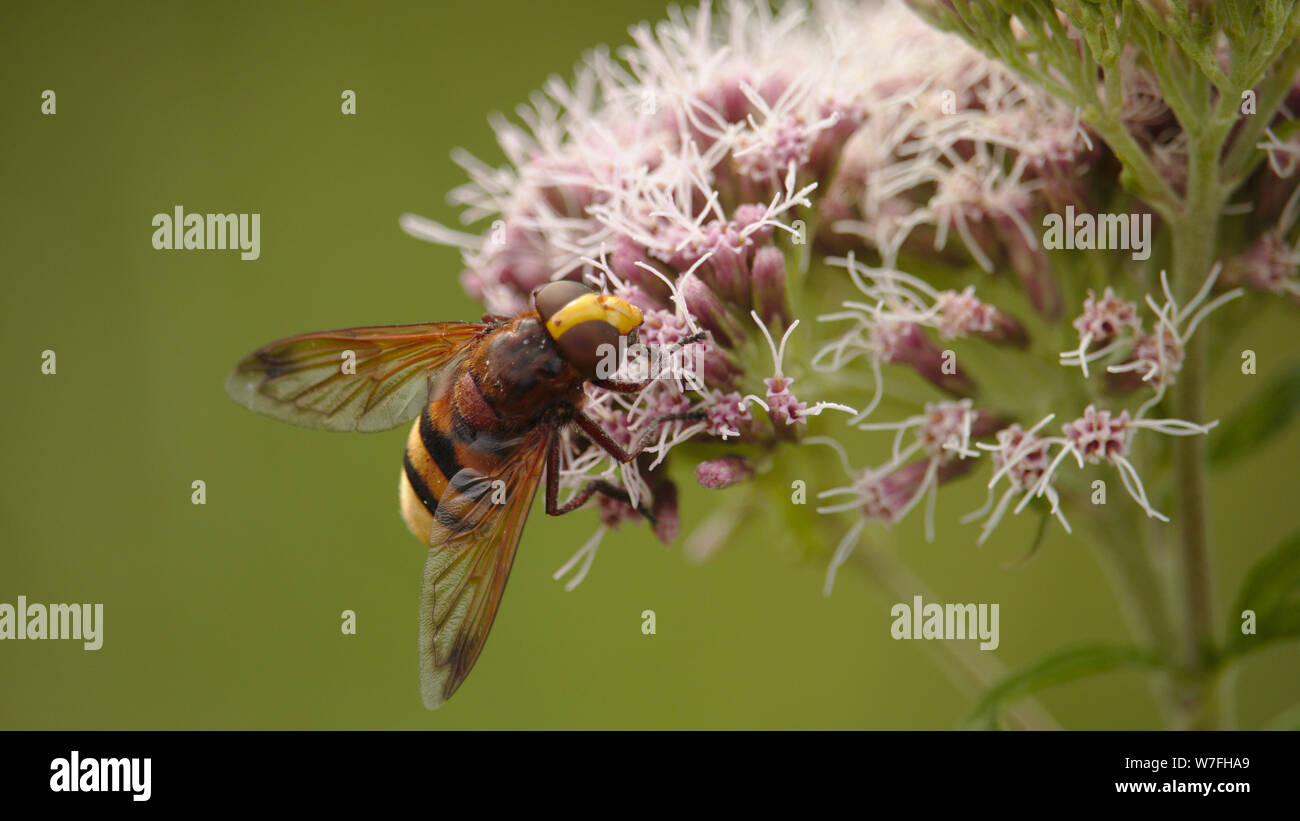 London WWT Wetland Centre animals Stock Photo - Alamy