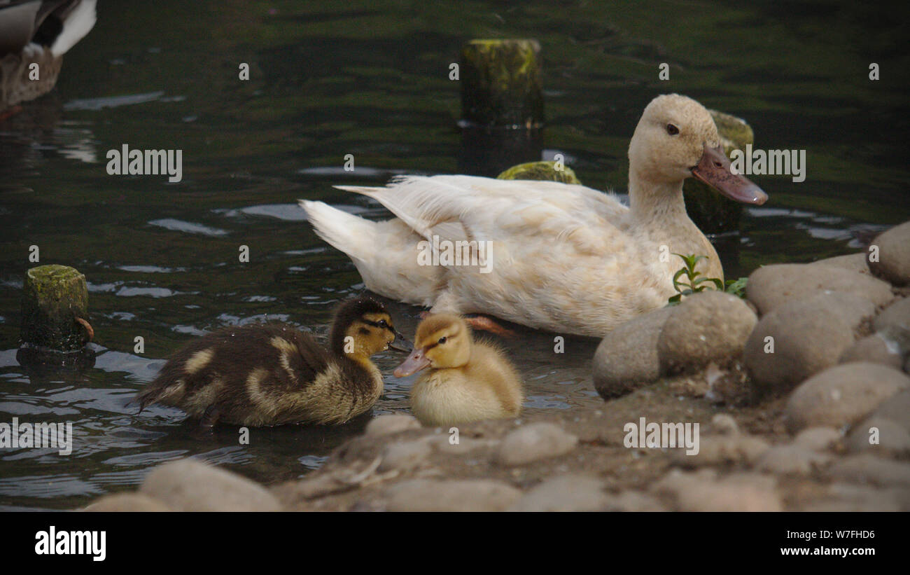 London WWT Wetland Centre animals Stock Photo - Alamy