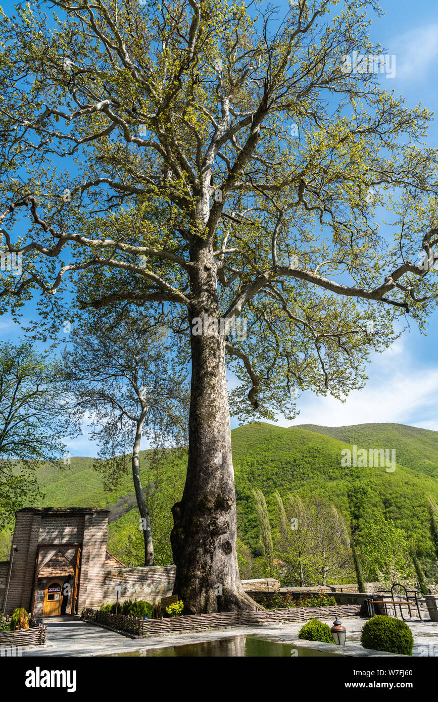 Azerbaijan tree hi-res stock photography and images - Alamy
