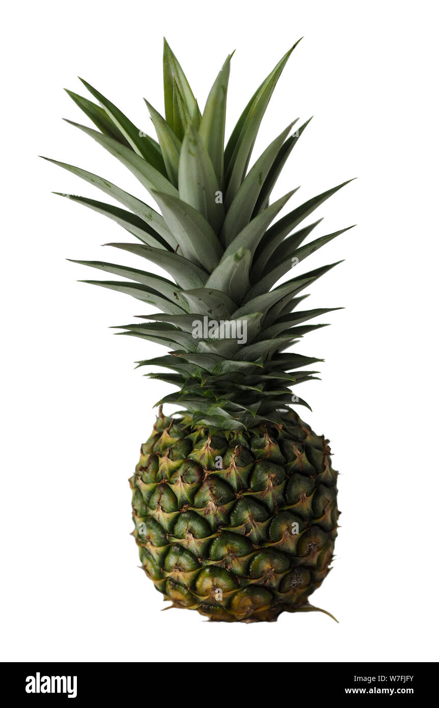 Fibonacci Sequence In Nature Pineapple