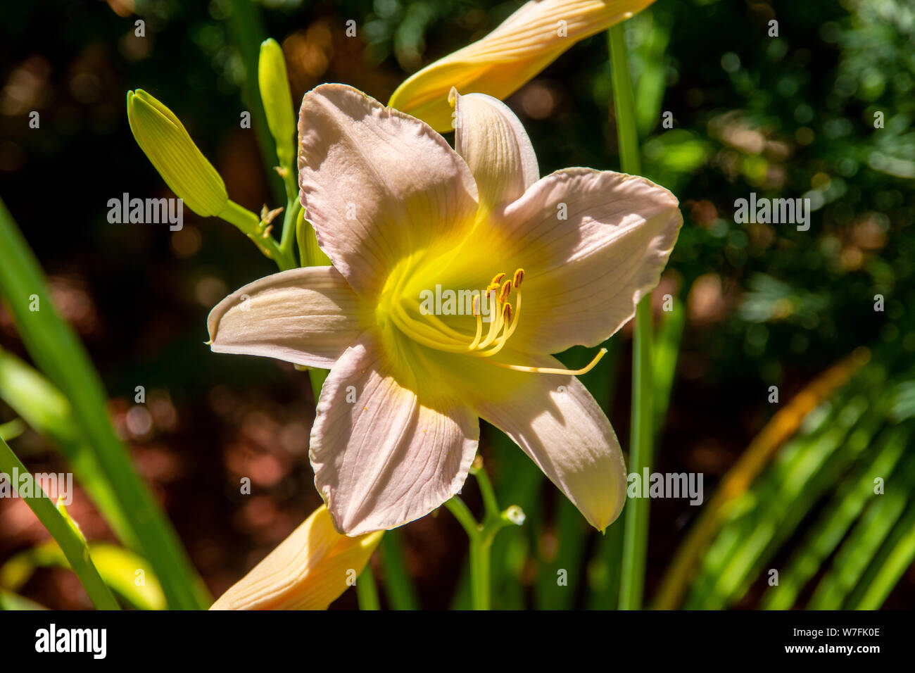 Aurelian lily hi-res stock photography and images - Alamy