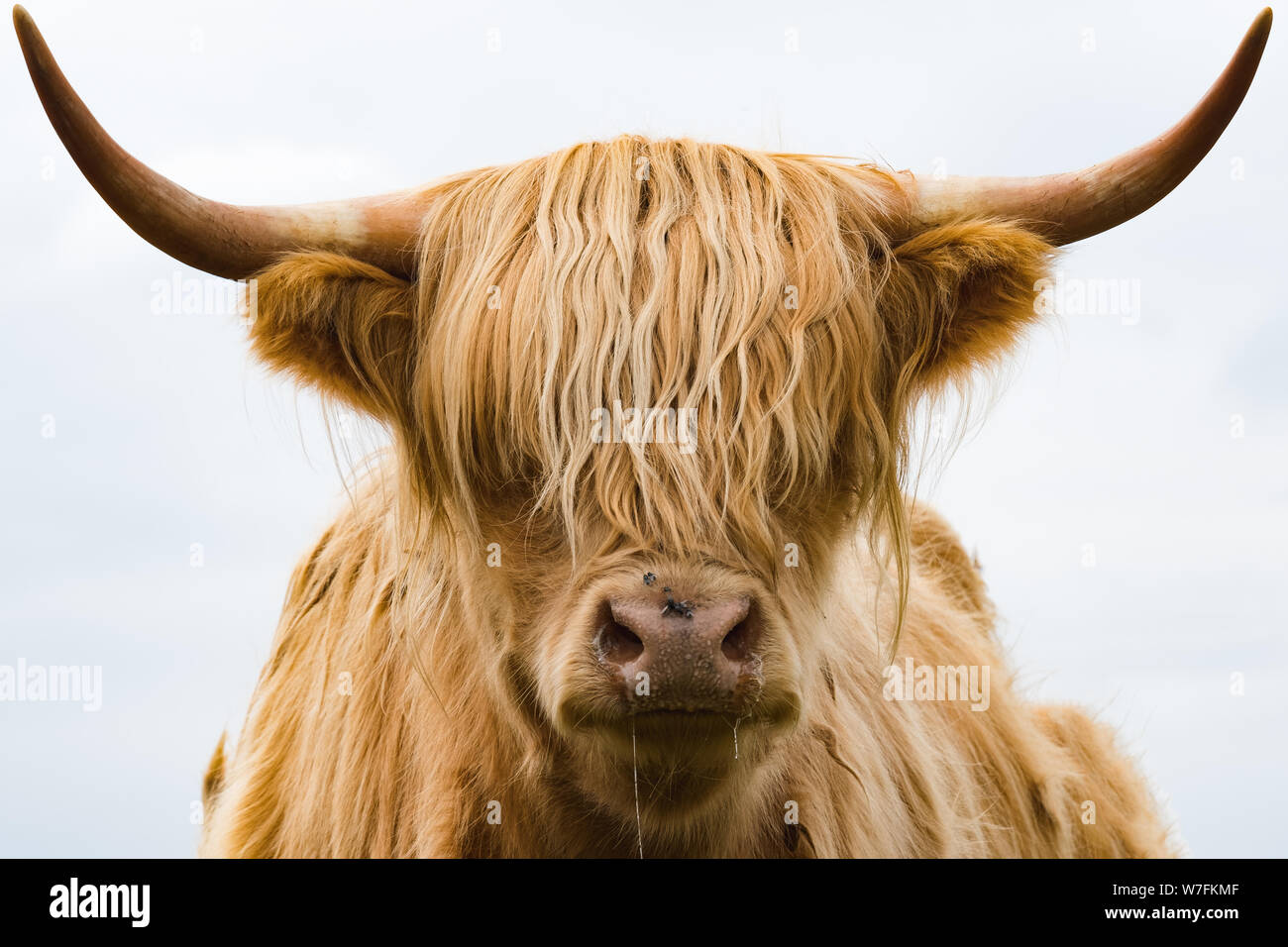 Highland Cow- Loch Lomond, Scotland Stock Photo - Alamy