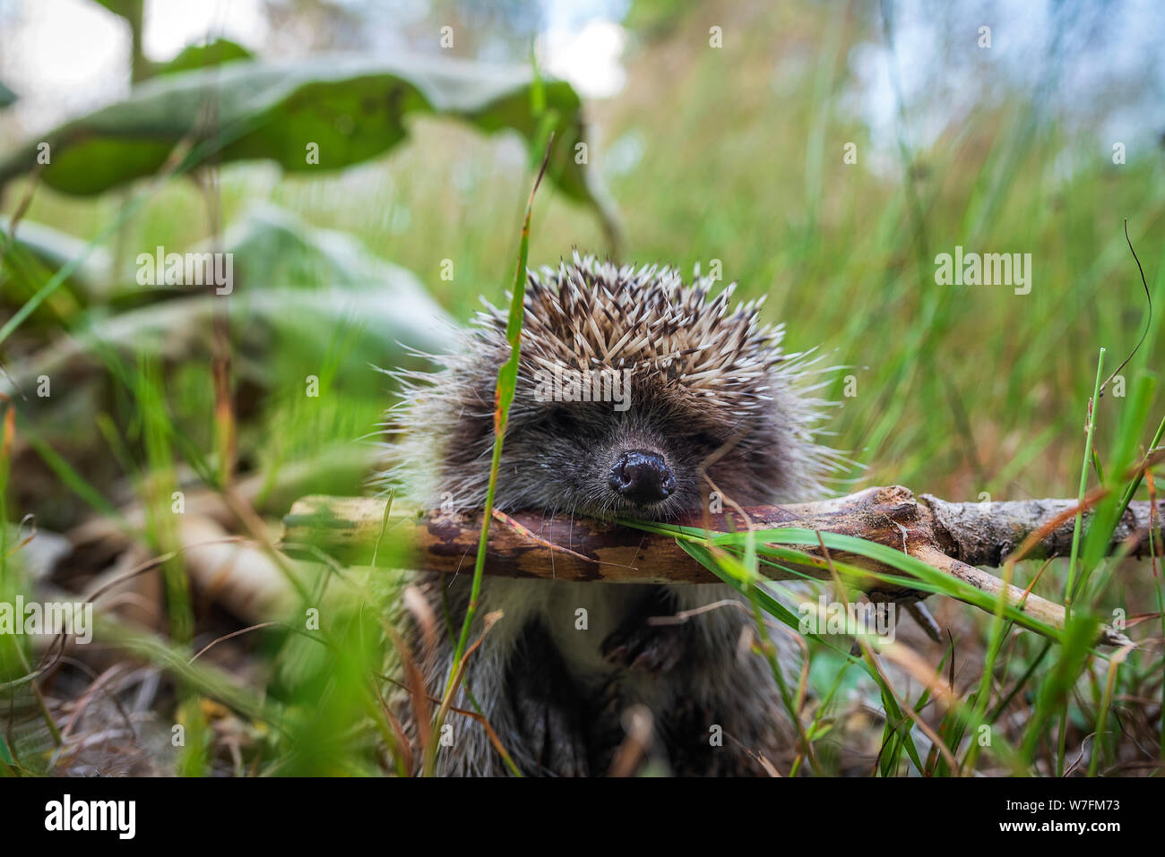 European Hedgehog, Erinaceus europaeus, on a green moss in the forest ...