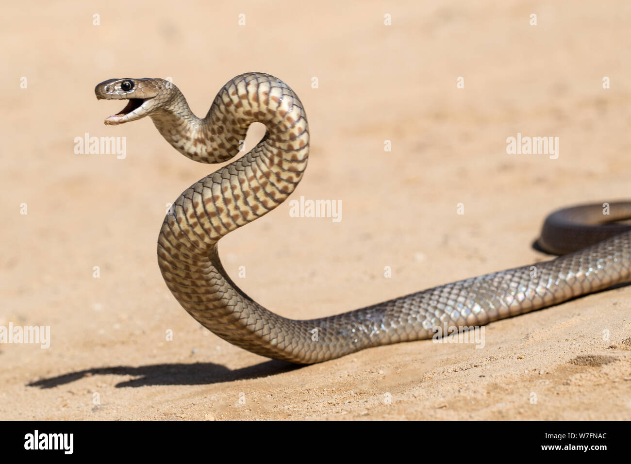 Australia eastern brown snake hi-res stock photography and images - Alamy
