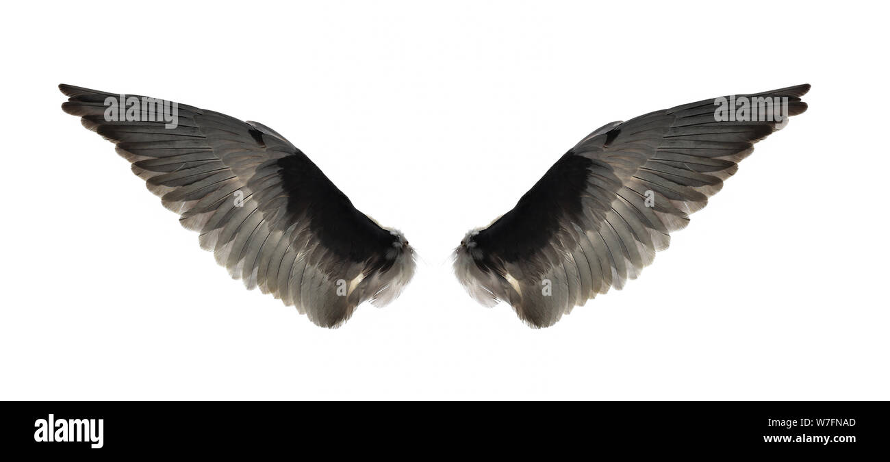 Pinion feather hi-res stock photography and images - Alamy