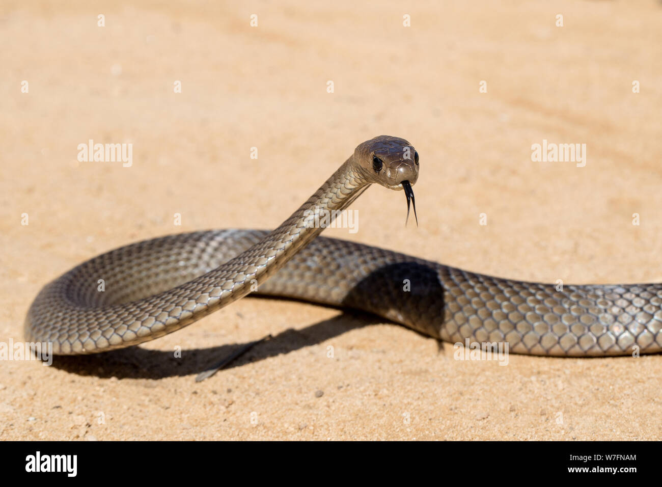 Australia eastern brown snake hi-res stock photography and images - Alamy