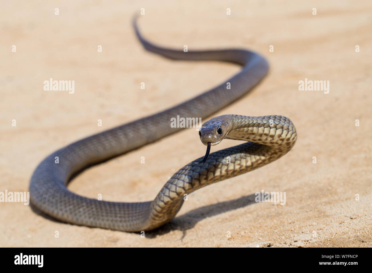 Australia eastern brown snake hi-res stock photography and images - Alamy