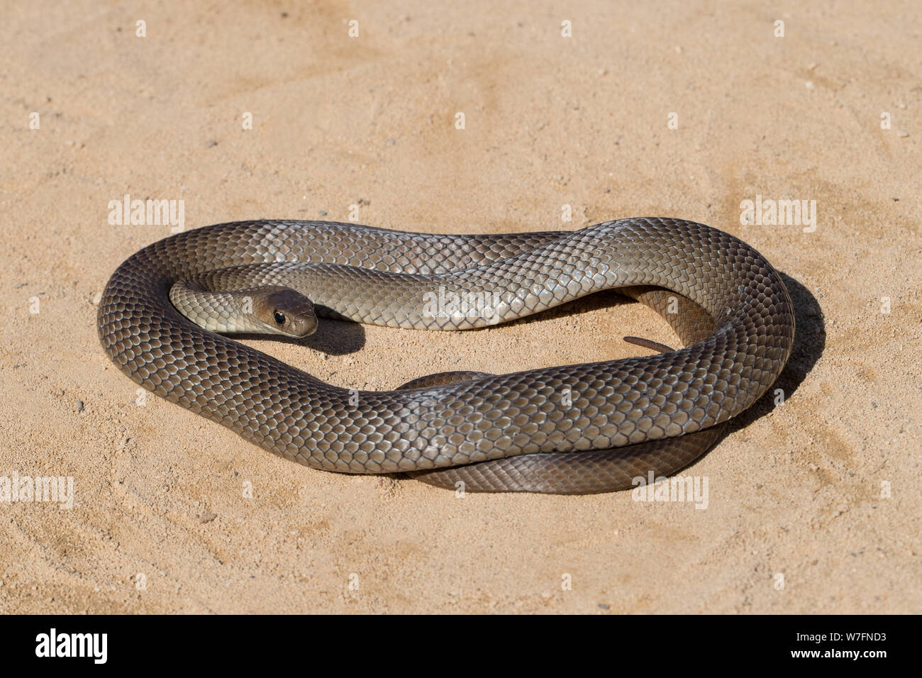 Australia eastern brown snake hi-res stock photography and images - Alamy