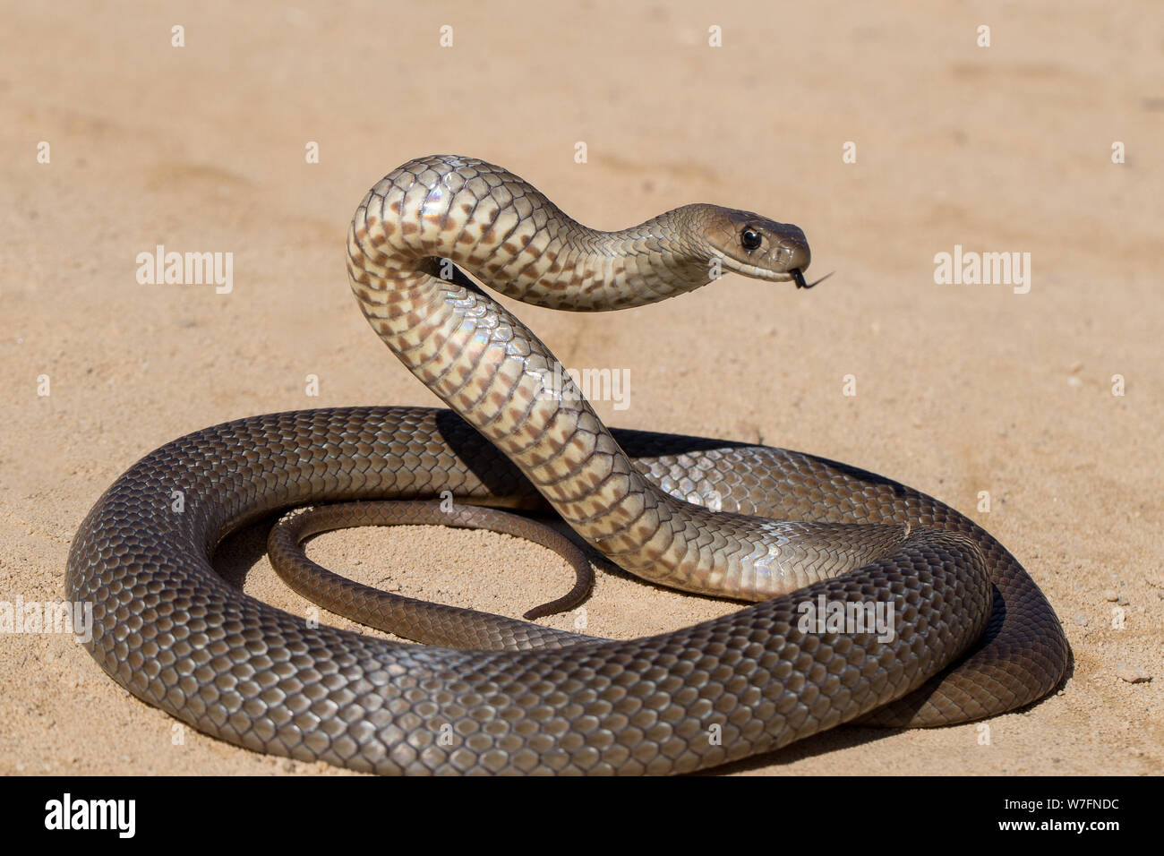 Eastern brown snake australia hi-res stock photography and images - Alamy