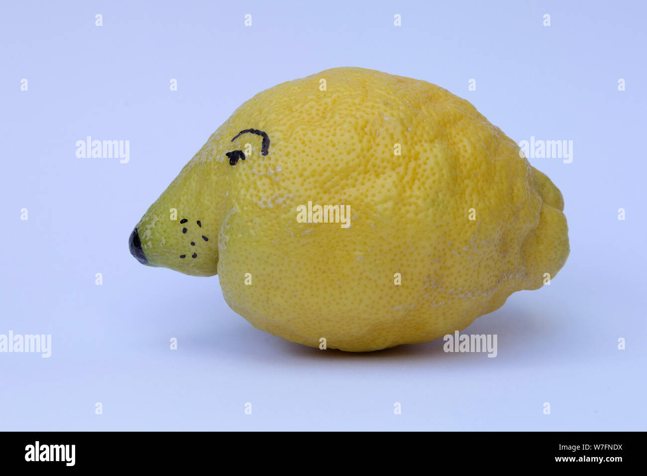 lemon head made by Bernd Stein, Hamburg, Germany Stock Photo - Alamy
