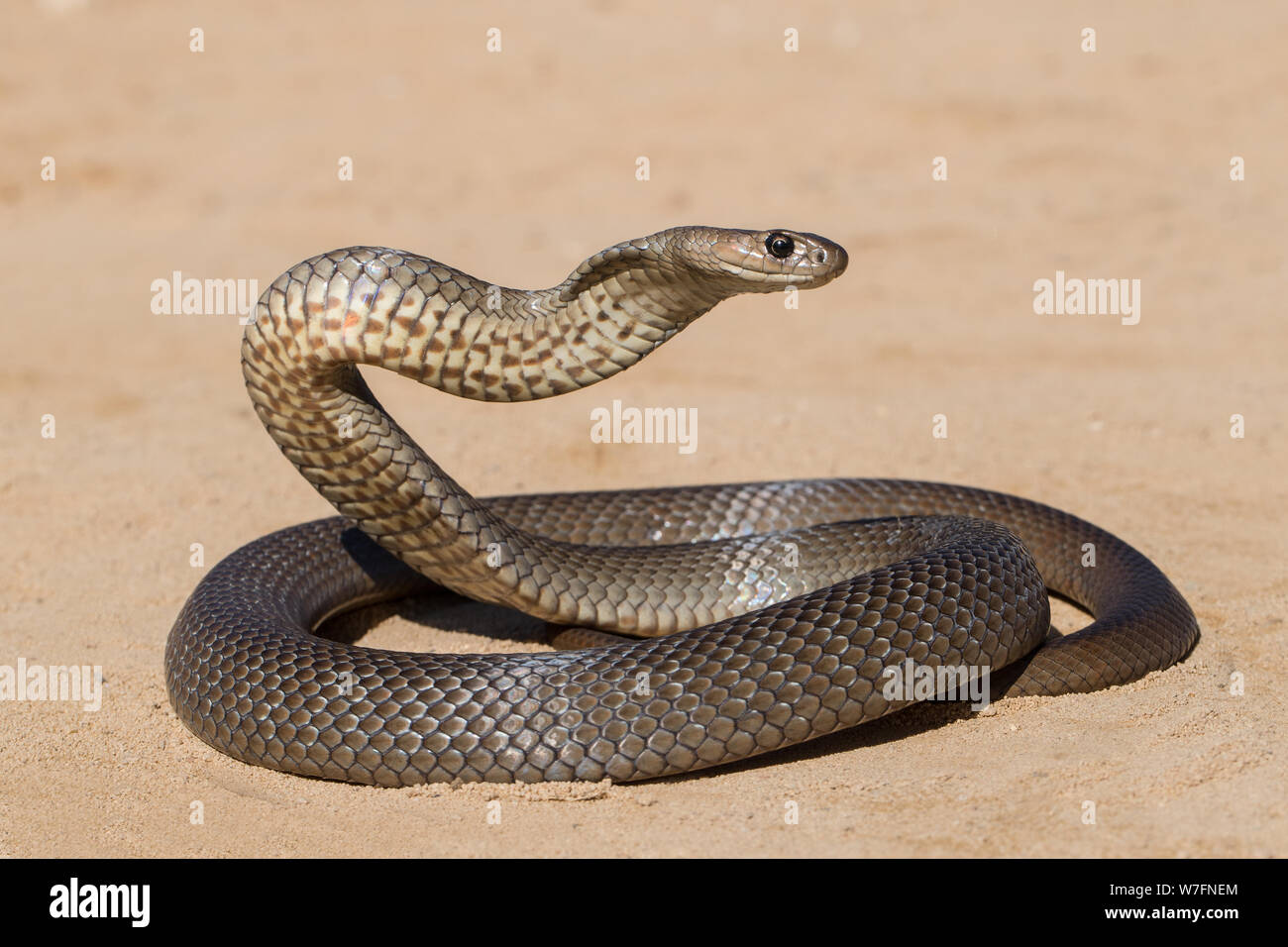 Eastern brown snake australia hi-res stock photography and images - Alamy