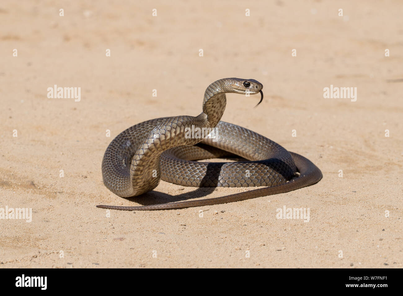 Australia Eastern Brown Snake High Resolution Stock Photography and ...