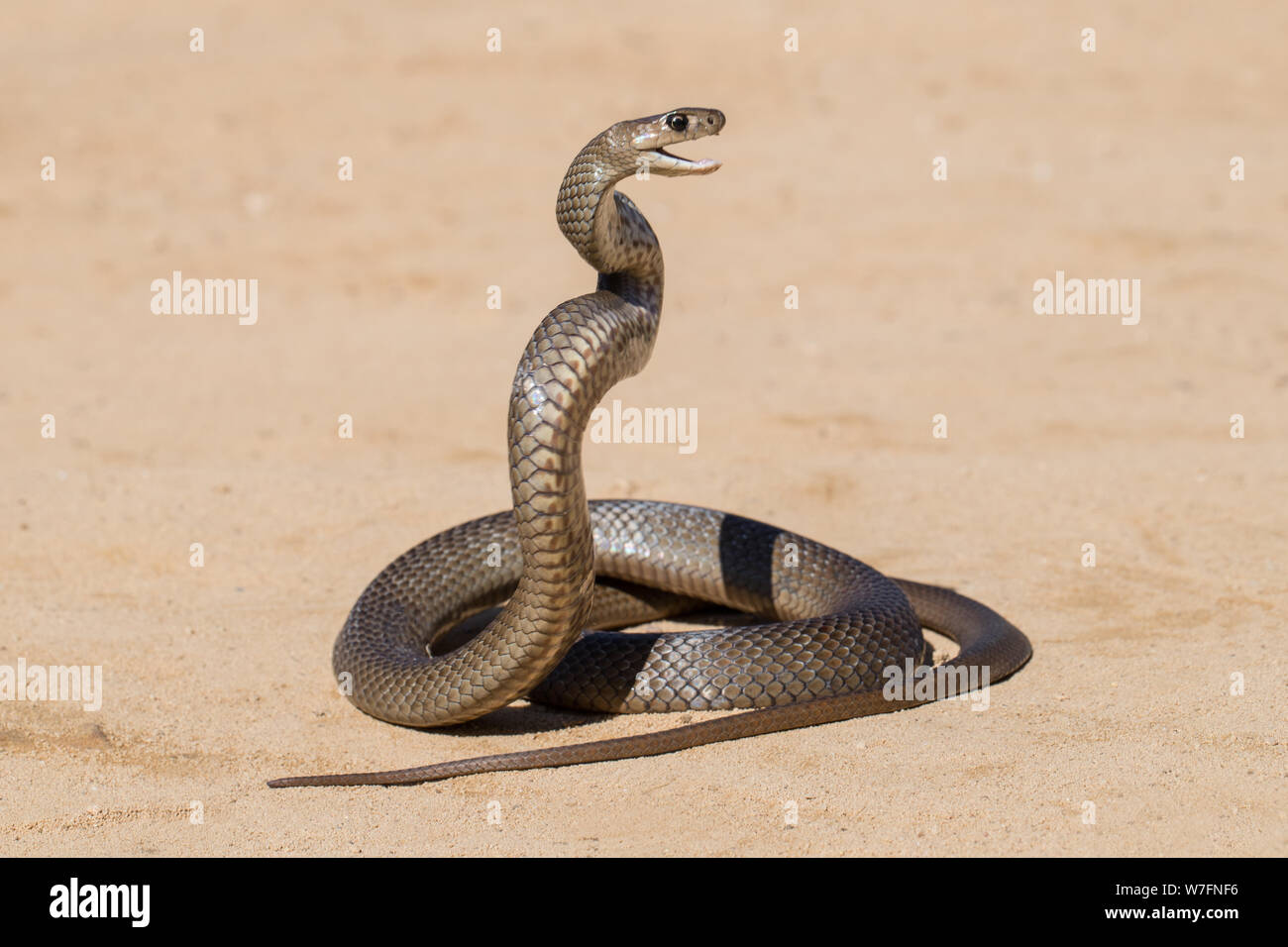 Australia eastern brown snake hi-res stock photography and images - Alamy