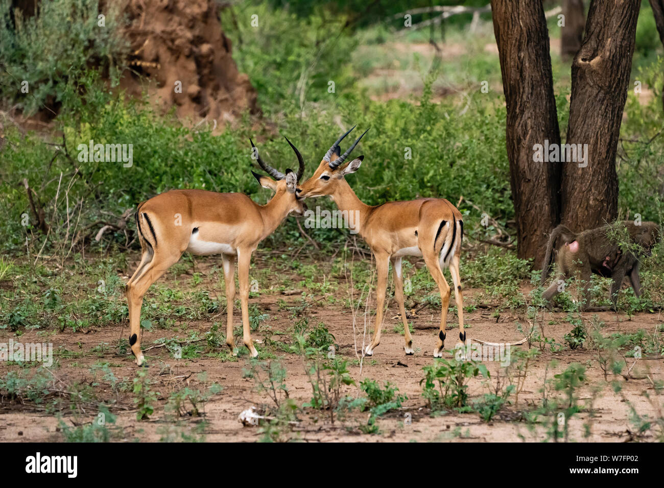 Male Impala Top View