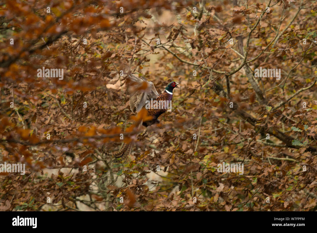 Flying pheasant male hi-res stock photography and images - Alamy