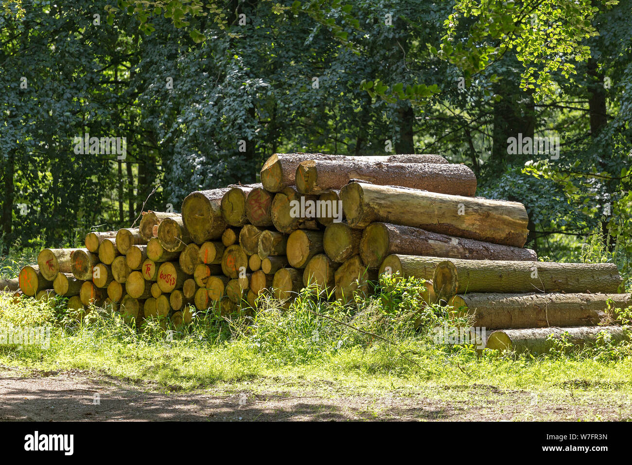 stacked roundwood in the forest near Schönwalde, Schleswig-Holstein ...