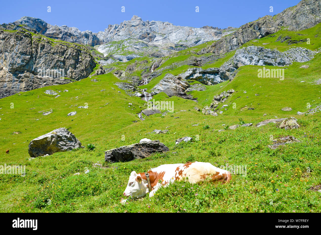 Cow lying on slopes in Alps. Summer Alpine landscape. Cows Alps. Hilly ...