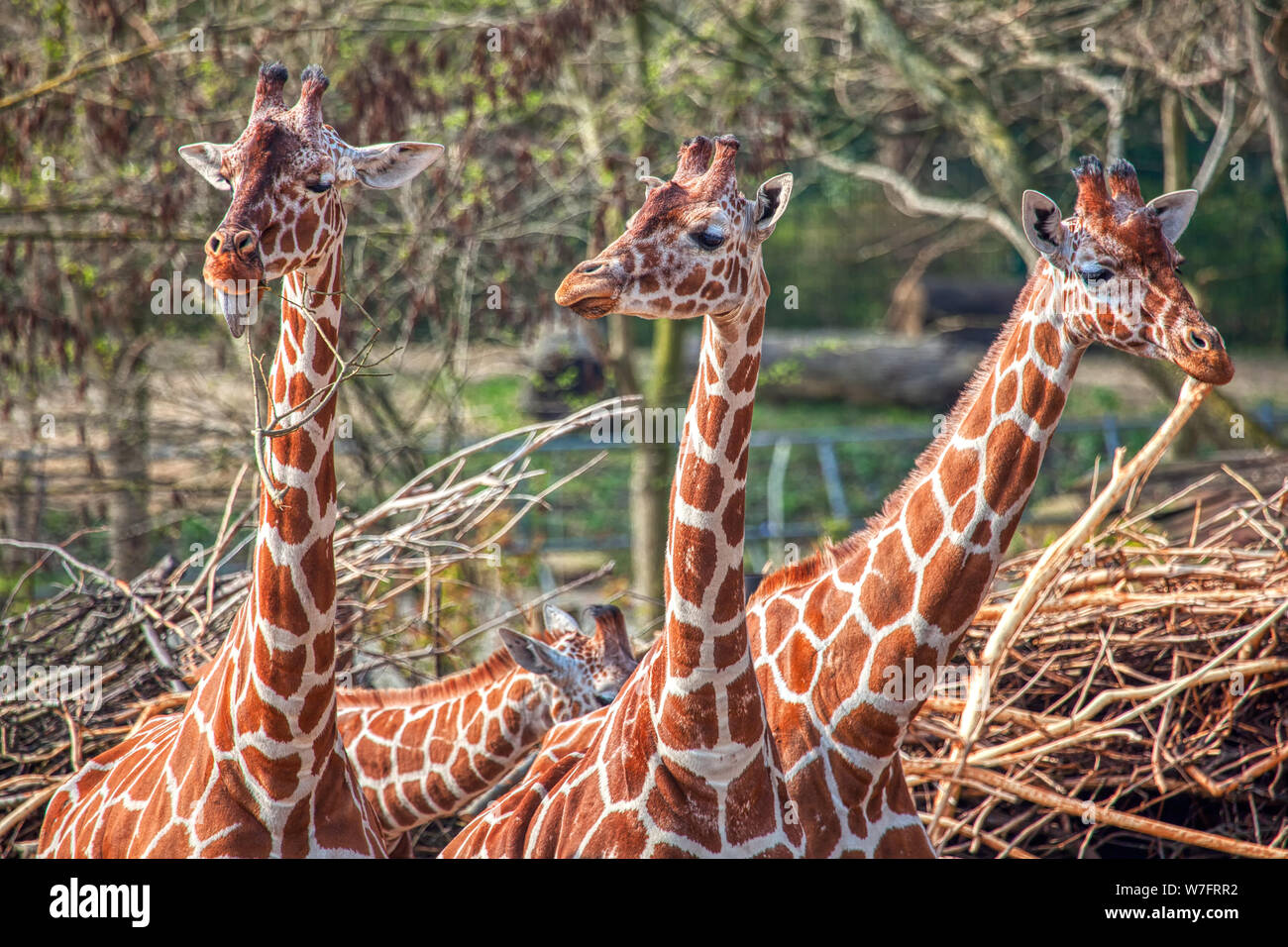 group of giraffe standing together Stock Photo - Alamy
